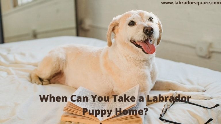 When Can You Take A Labrador Puppy Home Updated June 2022 